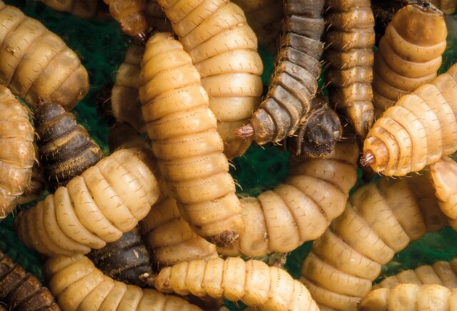 Insect breeder Protix raises €50m as impact investors catch the bug ...