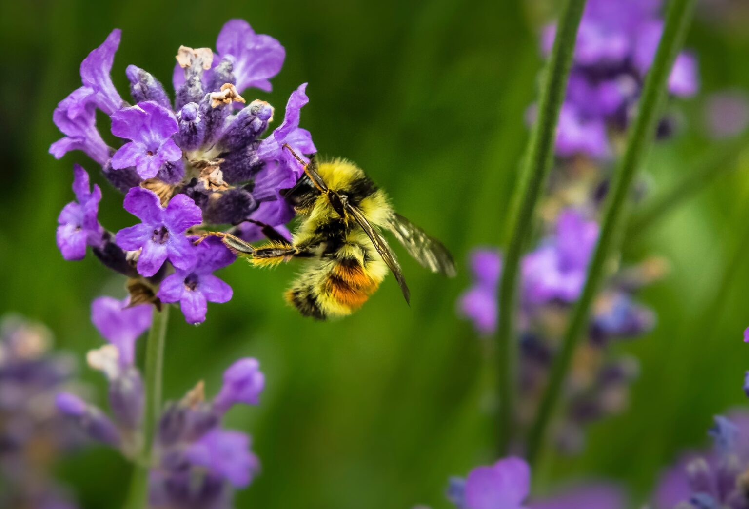 New PBAF standard to help investors assess biodiversity impact | Impact ...