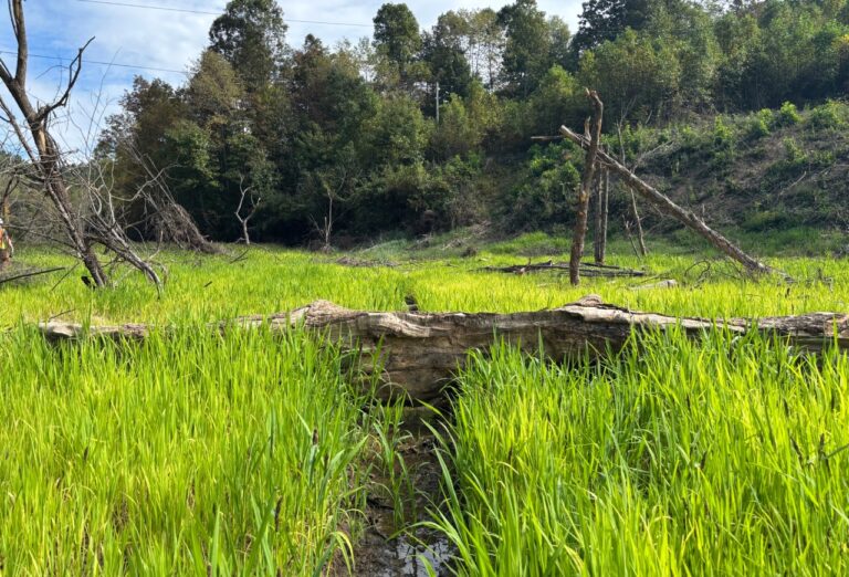 GSG Impact global overview highlights sector progress | Impact Investor